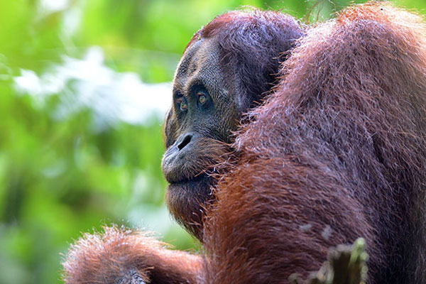 Best of Sabah's Wildlife Tours : Borneo Beyond Adventure